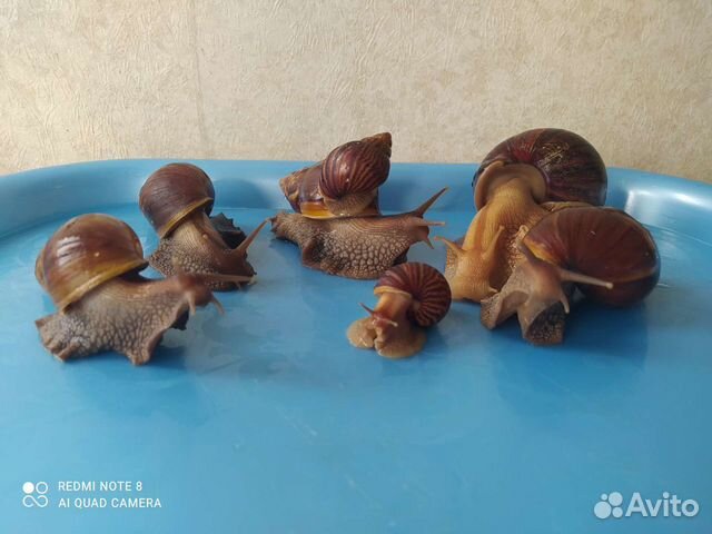 Улитки ахатины большие