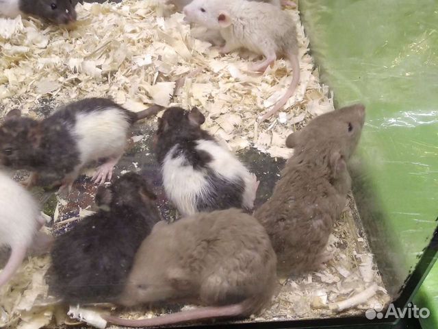 Крыса декоративная