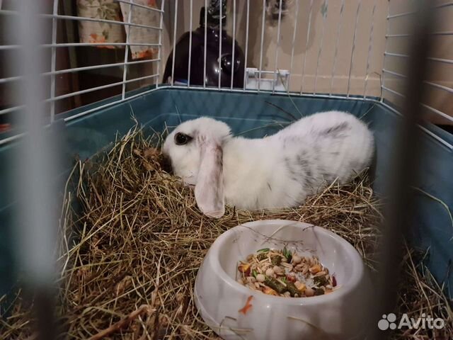 Декоративные кролики вислоухие