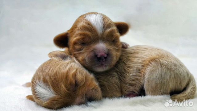 Мальтипу Ф1 к новому году. Бронь