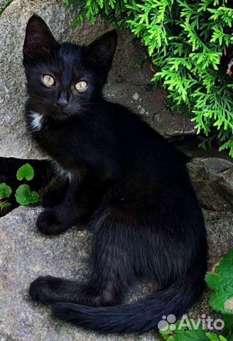 Кошка Звездочка