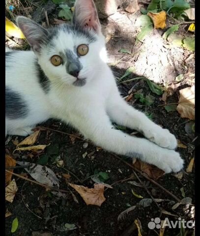 Котенок один на улице