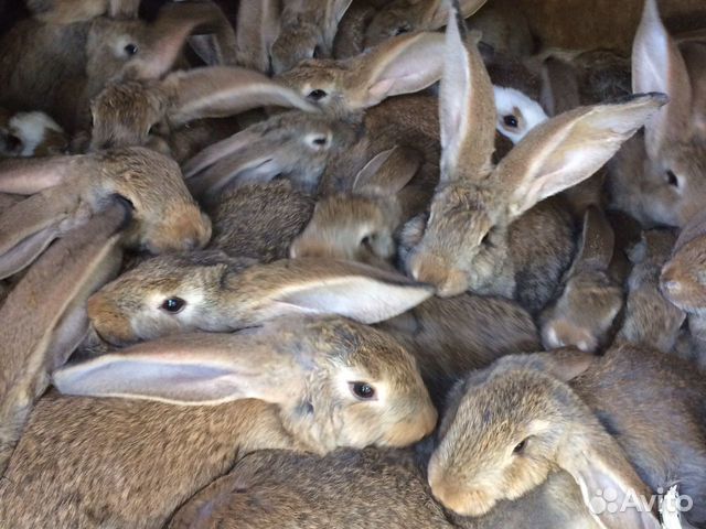 Кролики серый великан