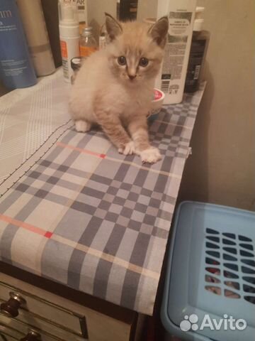 Котенок в добрые руки бесплатно