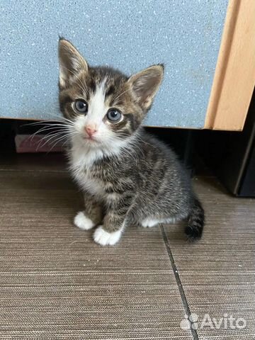 Котенок Крош