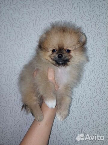 Померанский шпиц мини мальчик