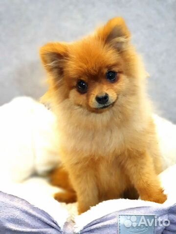 Шпиц 5 месяцев