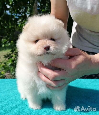 Медвежонок