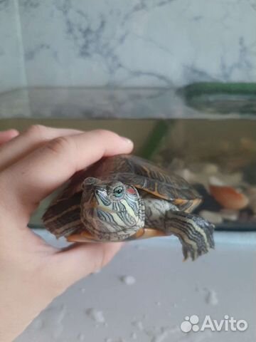 Черепаха красноухая в добрые руки