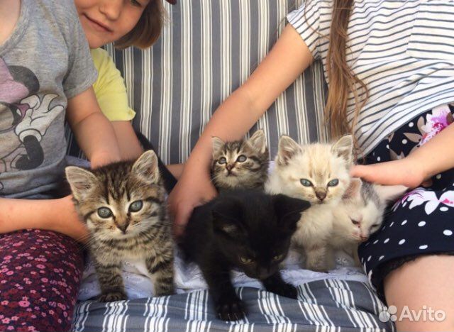 Котята(5 котят)