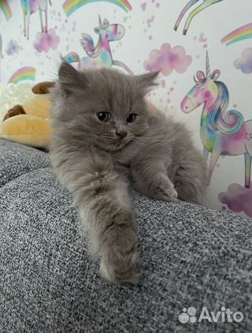 Британские котята