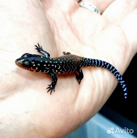 Огненный сцинк