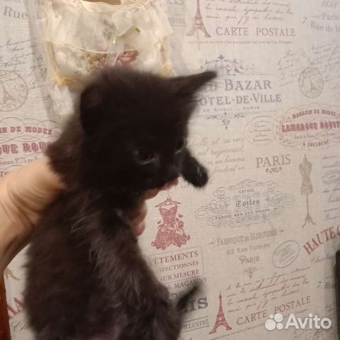 Котенок мальчик