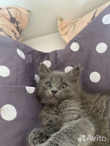 Котенок 2,5 мес