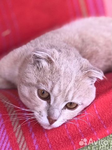 Шотландский вислоухий кот