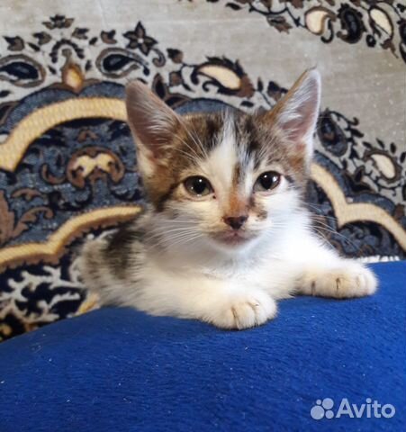 Малыш Макс ждет любящее сердце