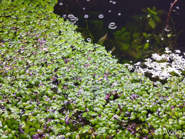 Рязка аквариумная