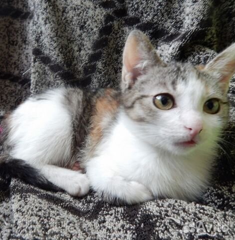 Плюшевая модница Муранечка-котенок в добрые руки