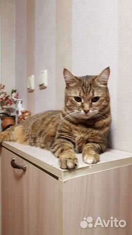 Бенгальская кошка Анфиса 2года стерилизованна
