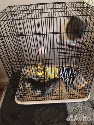 Братья крыски Дамбо