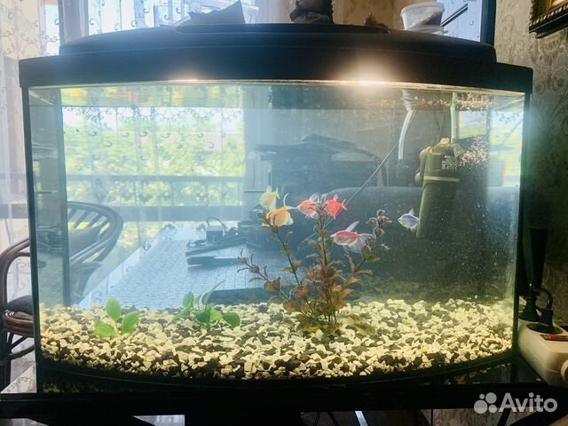Аквариум 62л с рыбками