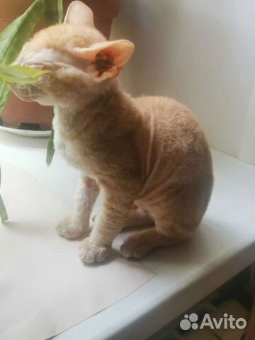 Донской сфинкс браш котята