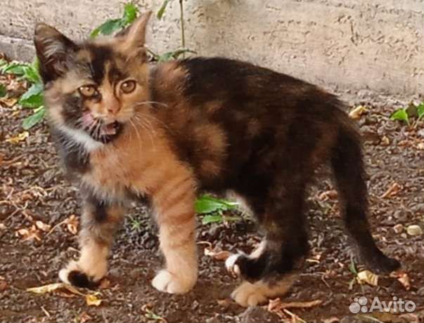 Котята-крысоловы бесплатно