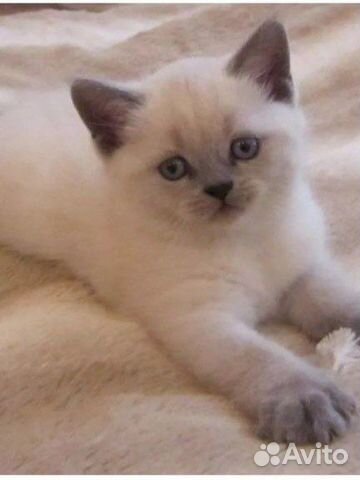 Котята британские и шотландские вислоухие