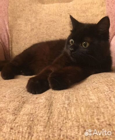 Молодой котик