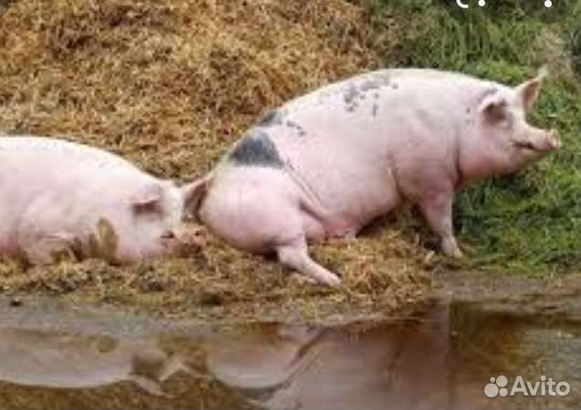 Свиньи живым весом