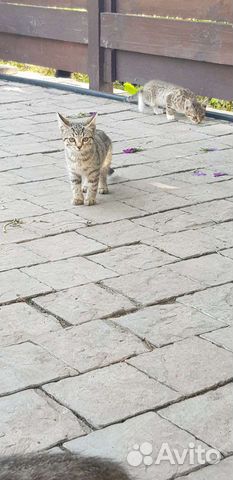 Котята в добрые руки даром