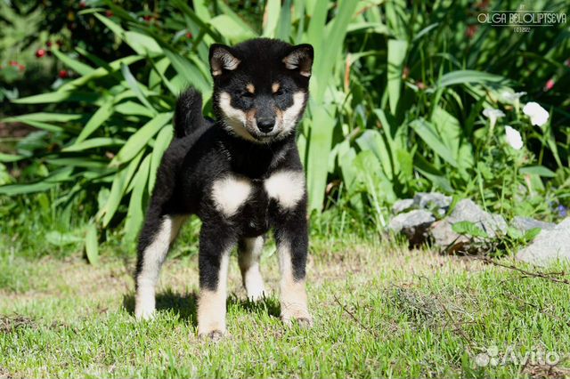 Девочка сиба с ярким окрасом