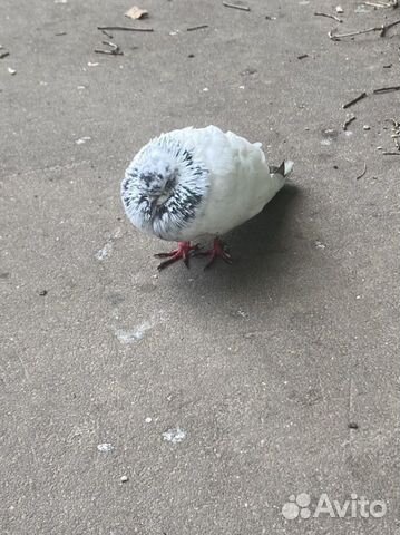 Найден голубь