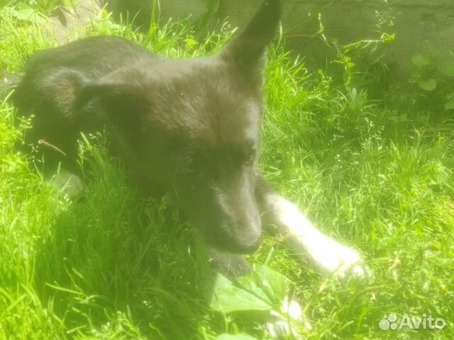 Собака в добрые руки щенок, дворняга