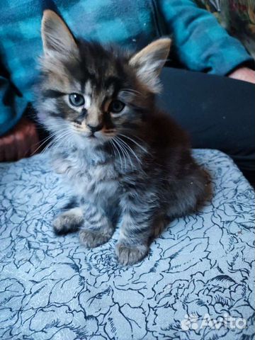 Котята бесплатно