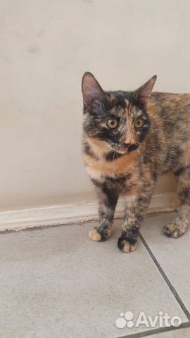 Кошка