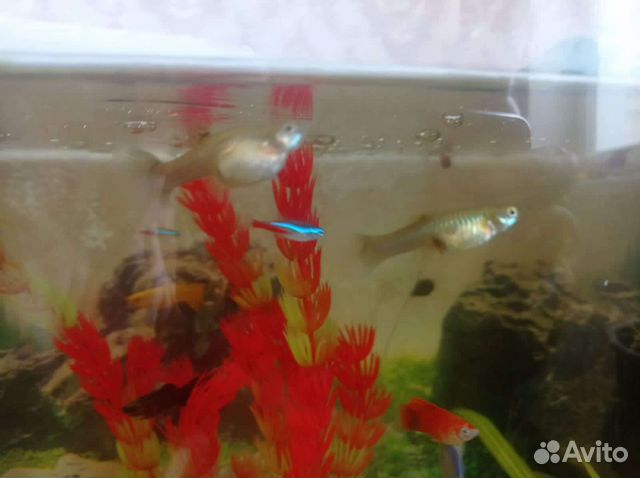 Продаю рыбок гуппи