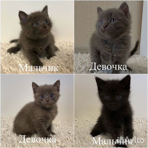 Котята в добрые рук