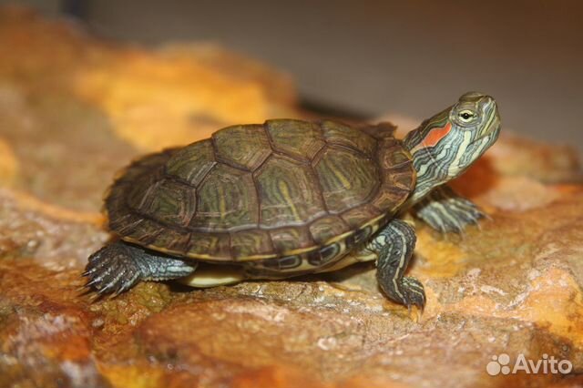 Красноухая черепаха с аквариумом