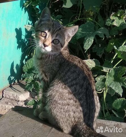 Европейская короткошерстная