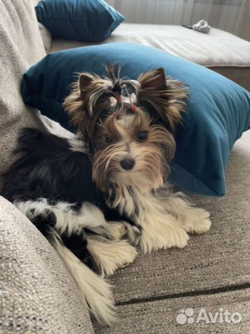 Бивер Йорк девочка. 6 мес