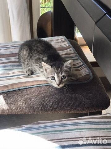 Котенок в дар бесплатно