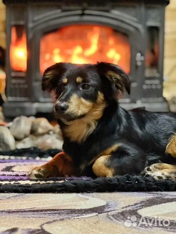 Щенок мальчишка