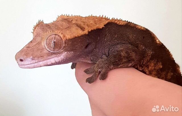 Реснитчатый бананоед с террариумом