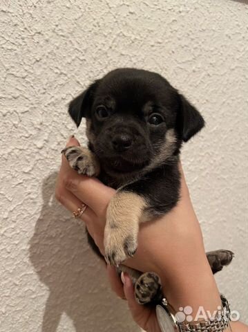 Чихуахуа мальчик