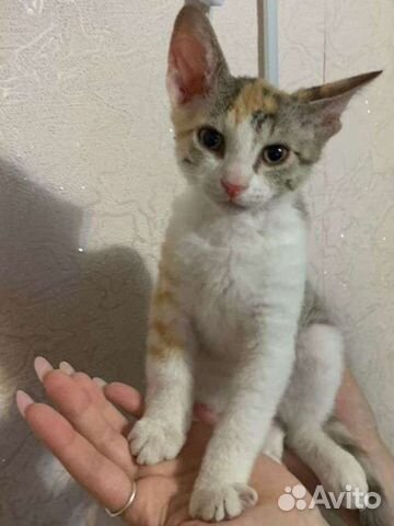 Донской сфинкс браш котенок