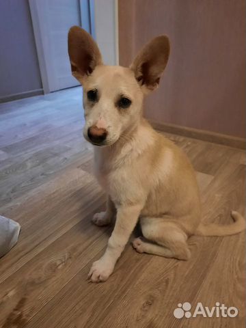 Щенок Стеша в добрые руки