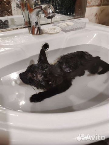Черный котенок в добрые руки