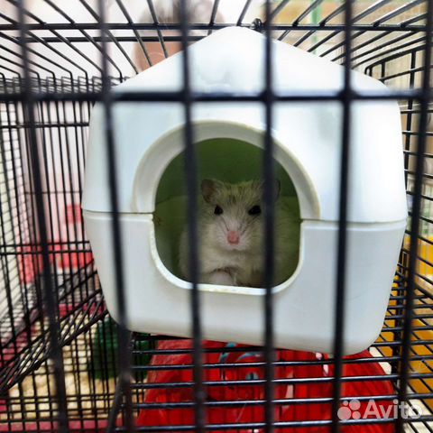 Джунгарский хомяк