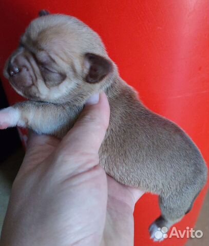 Щенки чихуахуа